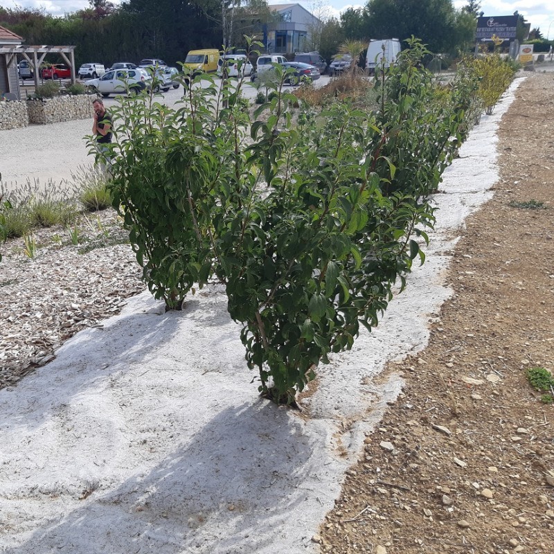 Toile de paillage biodégradable en chanvre DuoProtect - Disponible en ...